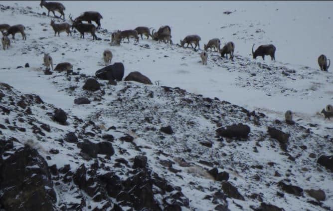 Marco Polo Hunting in Tajikistan