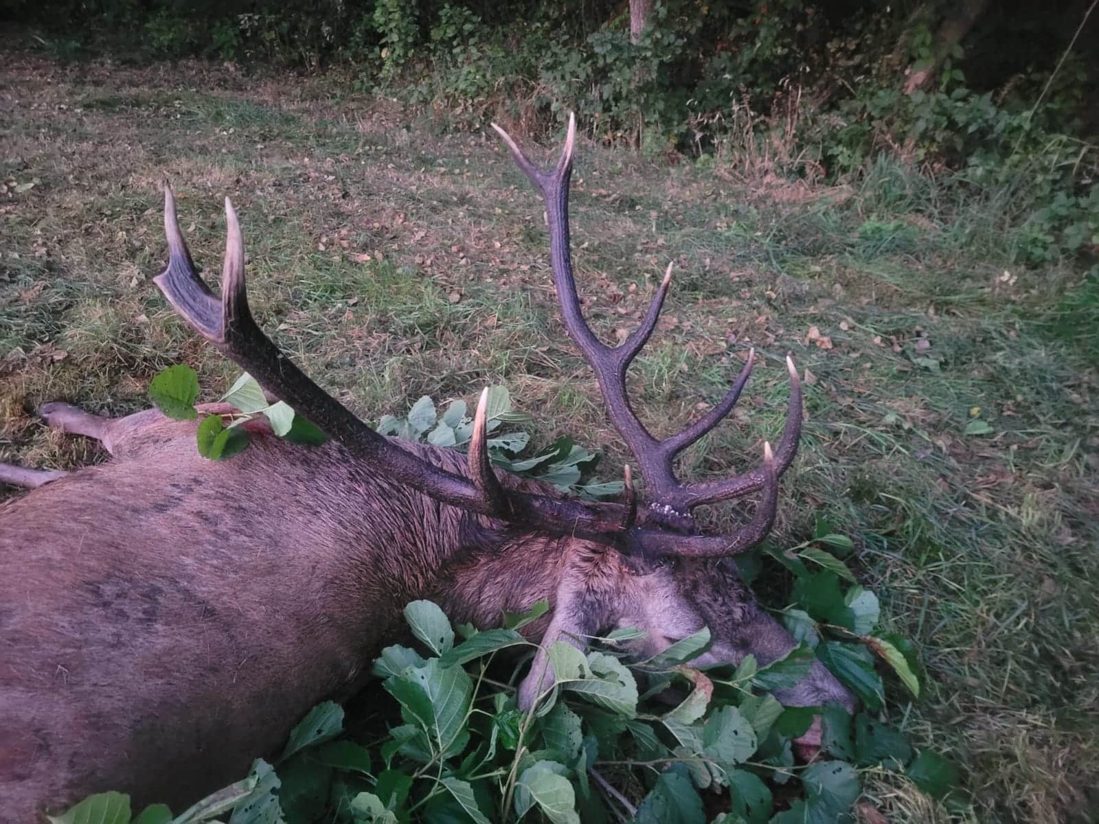Rothirschjagd ohne Limit in Polen - Hunter meets Hunter