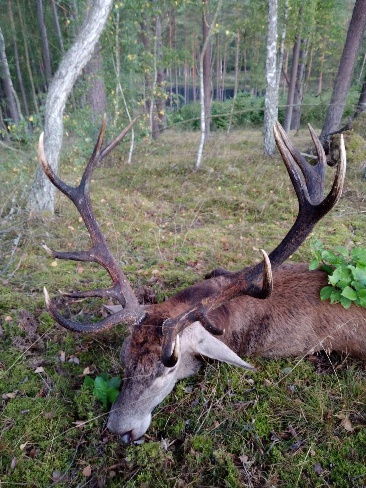 Rothirschjagd ohne Limit in Polen - Hunter meets Hunter