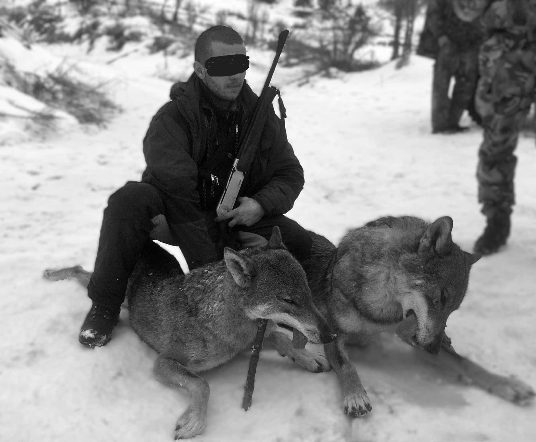 Wolf hunting in Bulgaria
