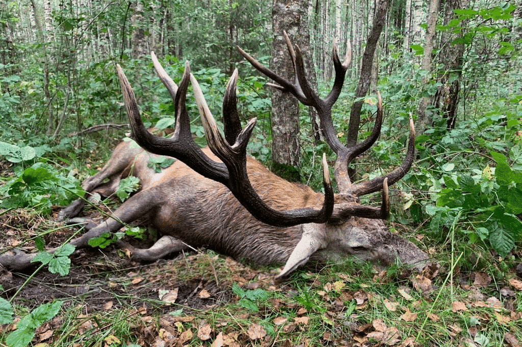 Red deer hunting in Belarus