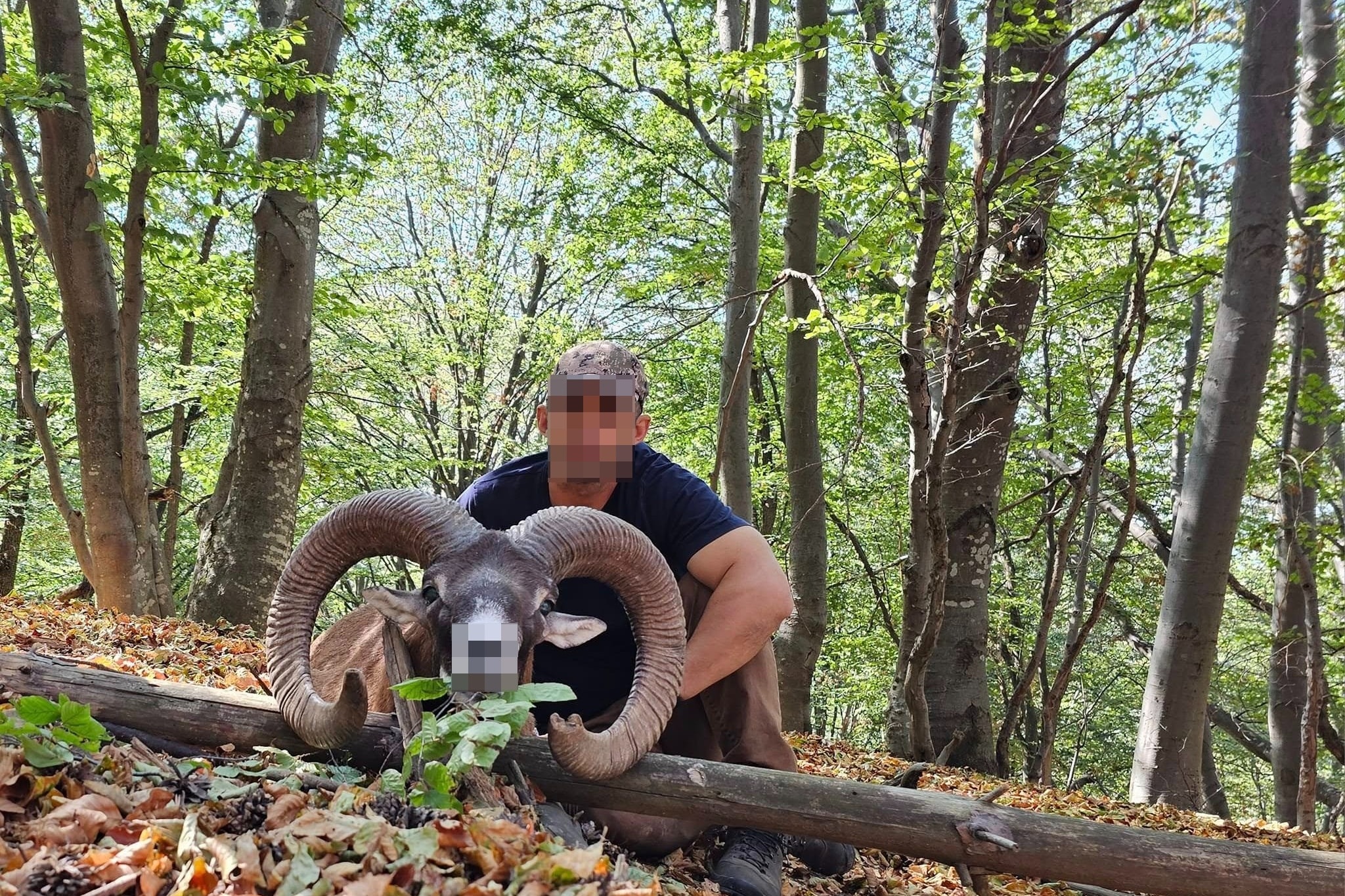 Mouflon Hunting in Bulgaria